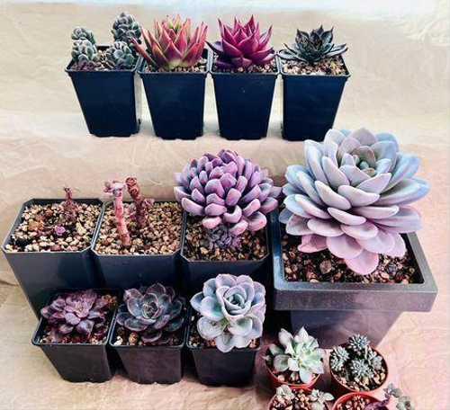 Echeveria/ эчеверии/ эхеверии/ суккуленты