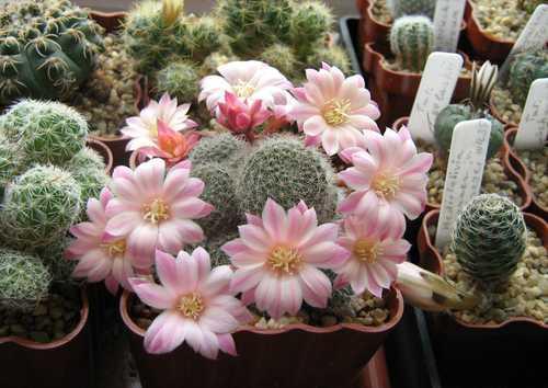 Кактус Rebutia hybr. Sunrise’ N78