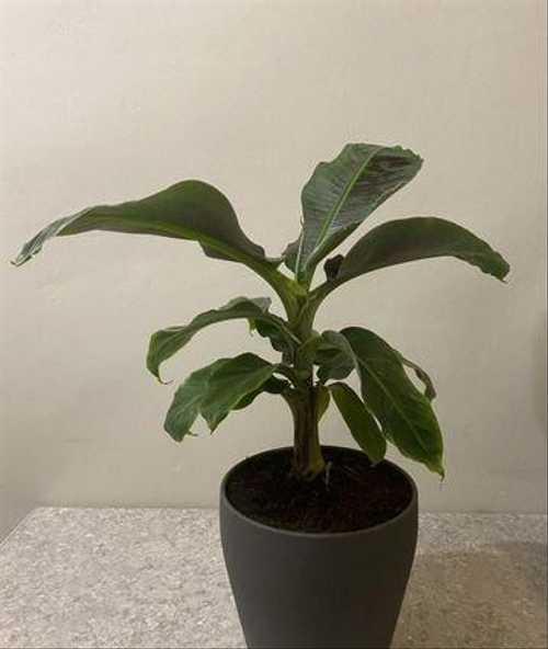 Комнатные растение Банан (Муса,Musa) 65 см
