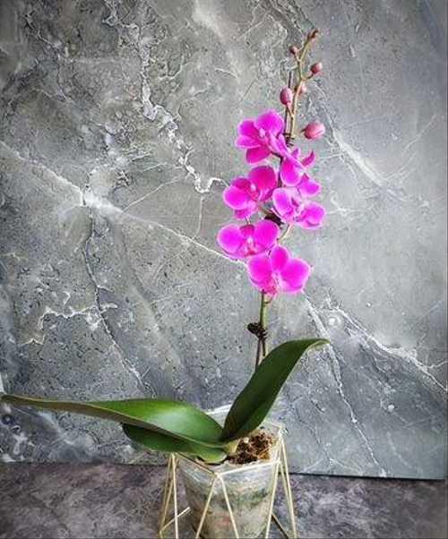 Орхидея фаленопсис Purple (Пурпур)