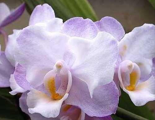 Орхидея Phal. Liu's Sakura