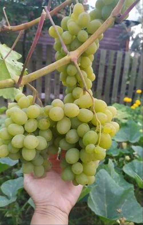 Укорененые черенки винограда