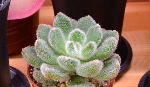 Echeveria Setosa (Эхеверия Щетинистая) (SCT28504)