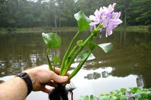 Водяной гиацинт