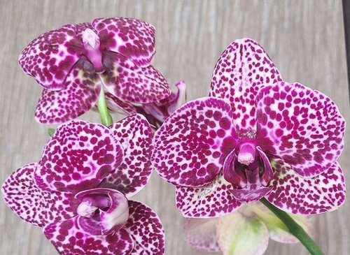 Орхидея фаленопсис 'Wild Cat'