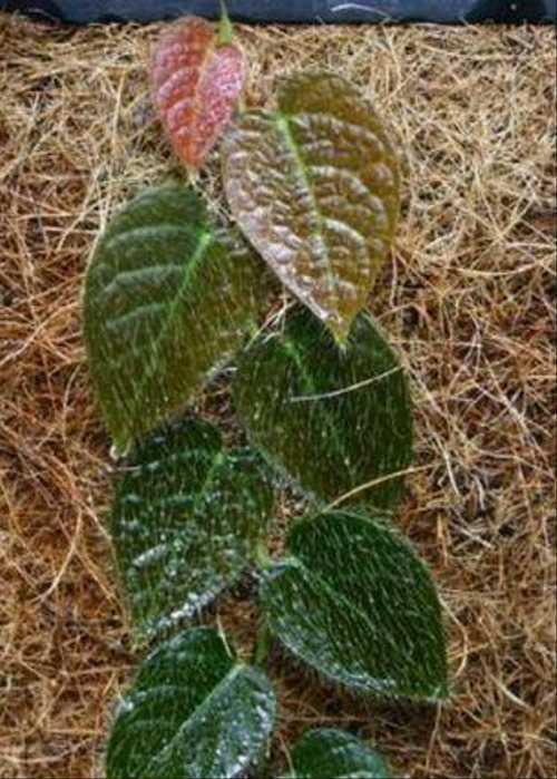 Фикус (Ficus villosa Blume)