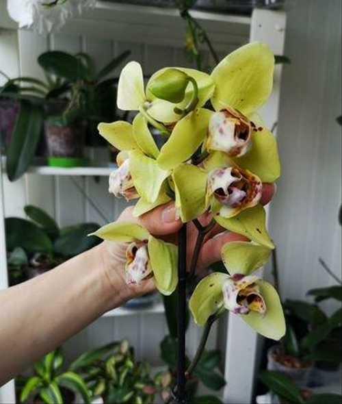 Орхидея Фаленопсис пелорик Albufeira
