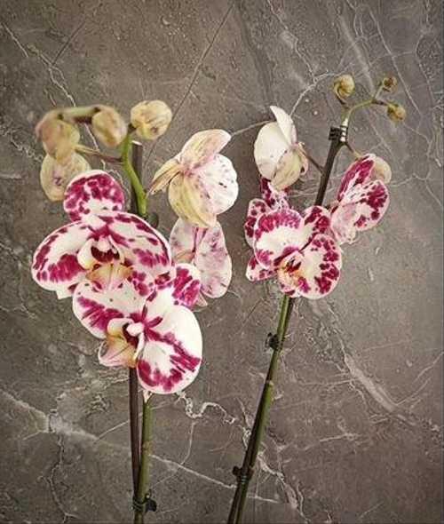 Орхидея фаленопсис Ivory Pearl мутация