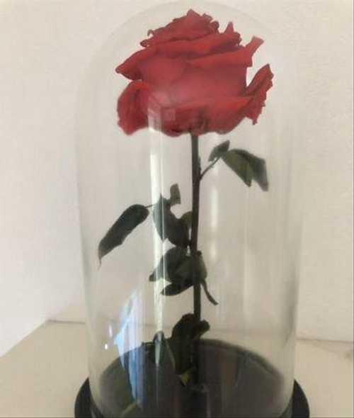 Вечная роза в колбе 30 см