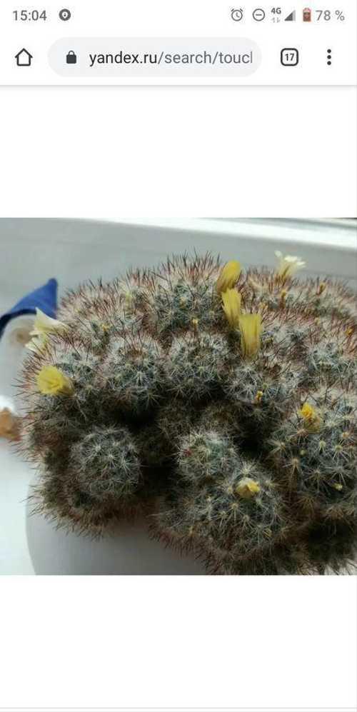 Mammillaria prolifera
