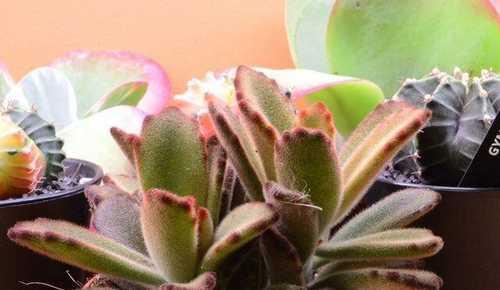 Kalanchoe Tomentosa chocolate soldier (Каланхоэ Во