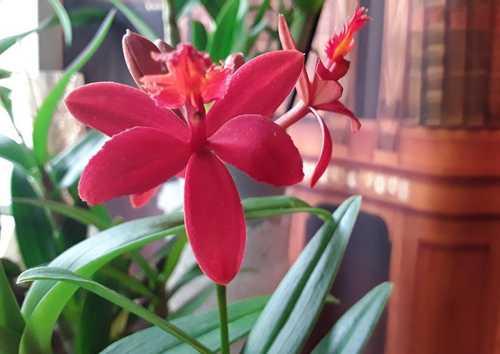 Орхидея Эпидендрум (Epidendrum radicans)