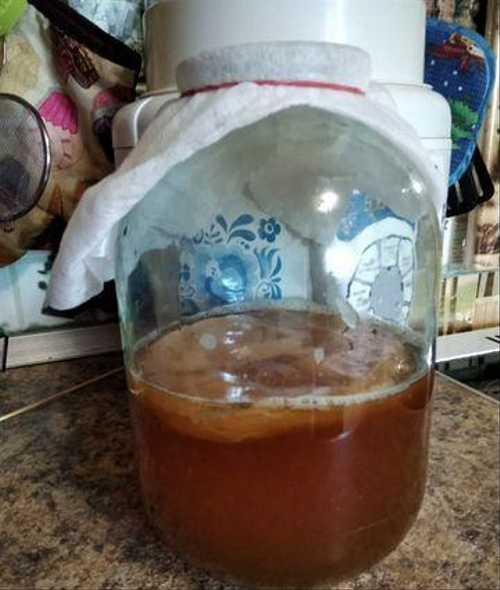 Чайный гриб