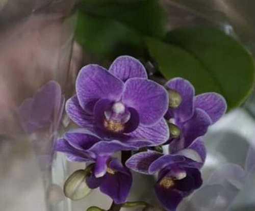 Орхидея фаленопсис мини Violet Queen