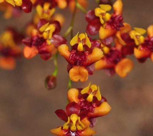 Продам сортовые орхидеи. Азия.Эквадор