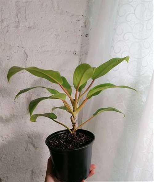 Филодендрон Малай Голд (Philodendron Malay Gold)