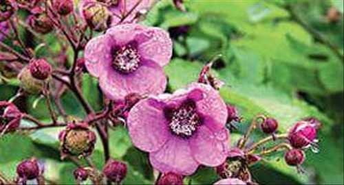 Малина душистая или Малиноклен (Rubus odoratus)