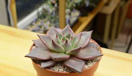 Echeveria Taurus (Эчеверия Таурус) (SCT28557)
