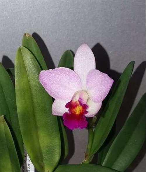 Орхидея каттлея CTT. (SLC.) Japanese Beauty