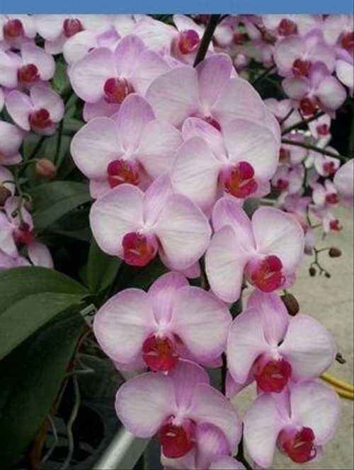 Фаленопсис Орхидея "Profar Pink Star"