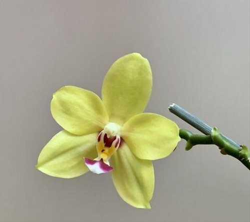 Орхидея Phal Mituo golden canary Yungho