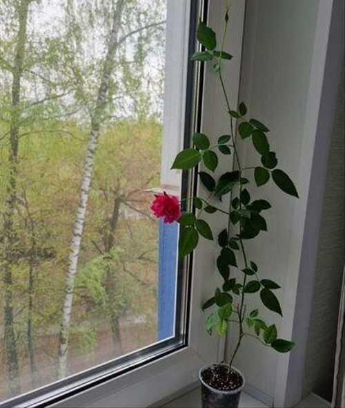 Комнатная бенгальская роза