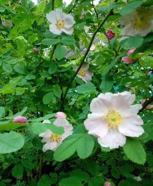Живая изгородь, шиповники, многолетние цветы