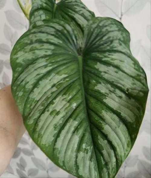 Philodendron Mamei (silver cloud)