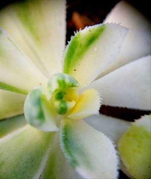 Эониум Костелло. Розетка почтой