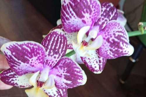 Орхидея фаленопсис Пиниф