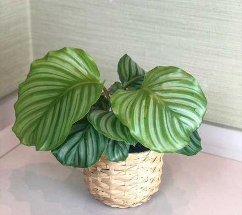 Калатея Орбифолия Calathea Orbifolia