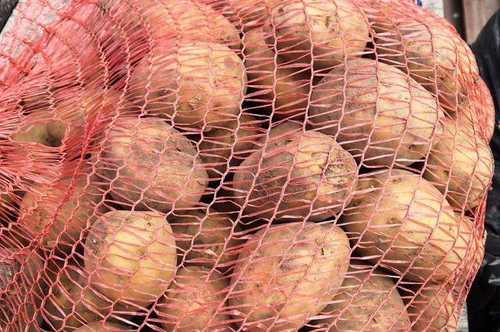 Семенной картофель гала
