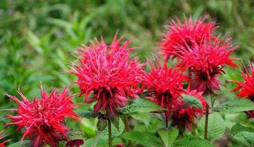 Манарда для чая и для души