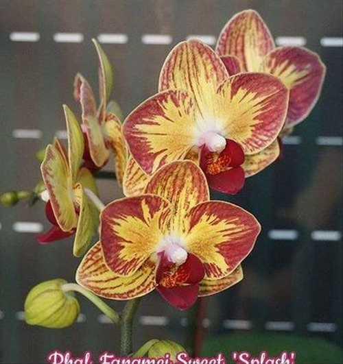 Орхидея цветёт Phal. Fangmei Sweet 'Splash'