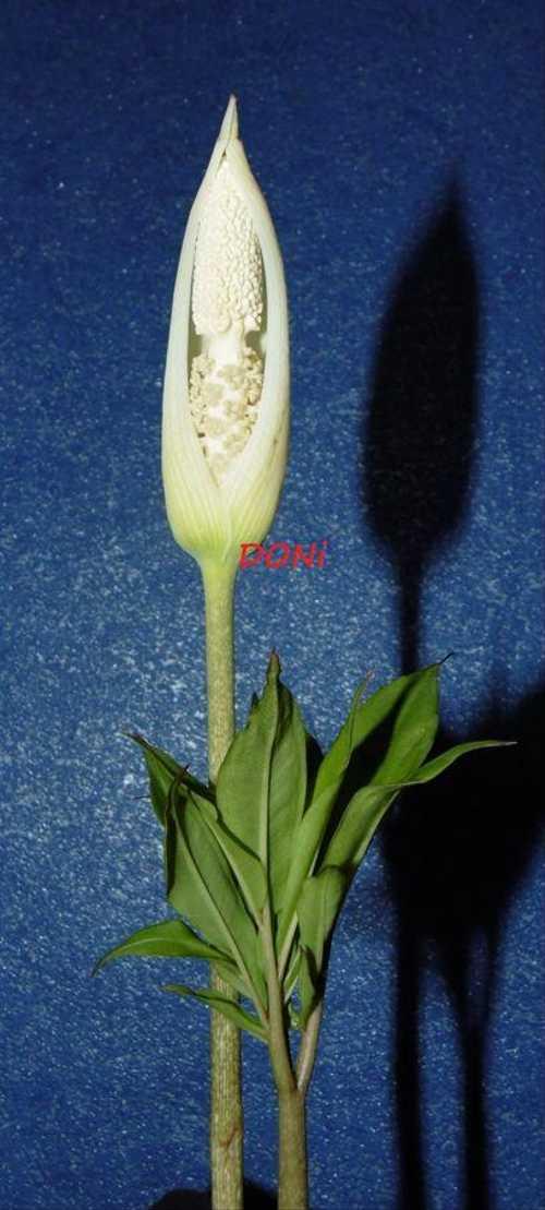 Аморфофаллус Amorphophallus sp