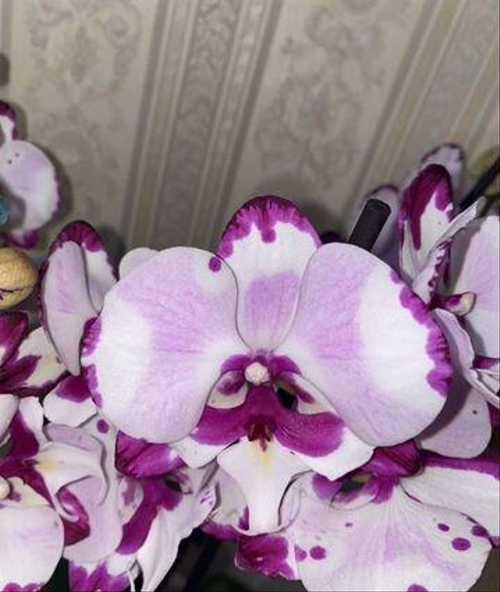 Орхидея биглип молния