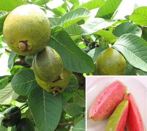 Гуава семена (psidium guajava)