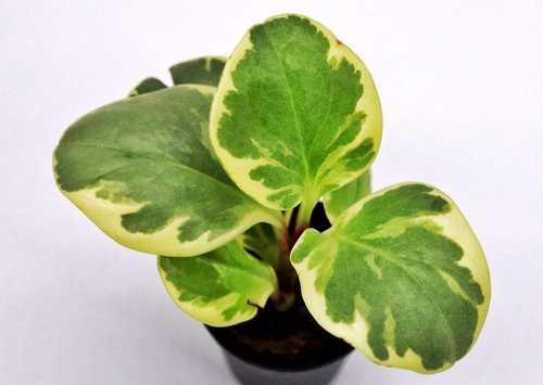 Пеперомия (Peperomia Obtusifolia variegata)
