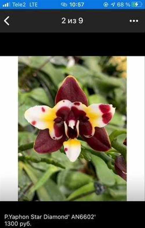 Орхидея фаленопсис Подростки/не цветущие