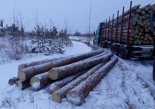 Сосновая древесина, сухая и зелёная,рудстойка пило