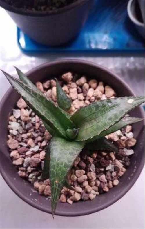 Суккулент Хавортия шахматная (Haworthia tesselata)