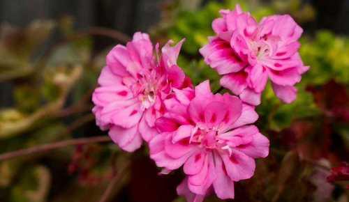 Пеларгония U.Z.Rose