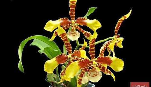 Орхидея Rossioglossum Rawdon Jester 'Grat Bee'
