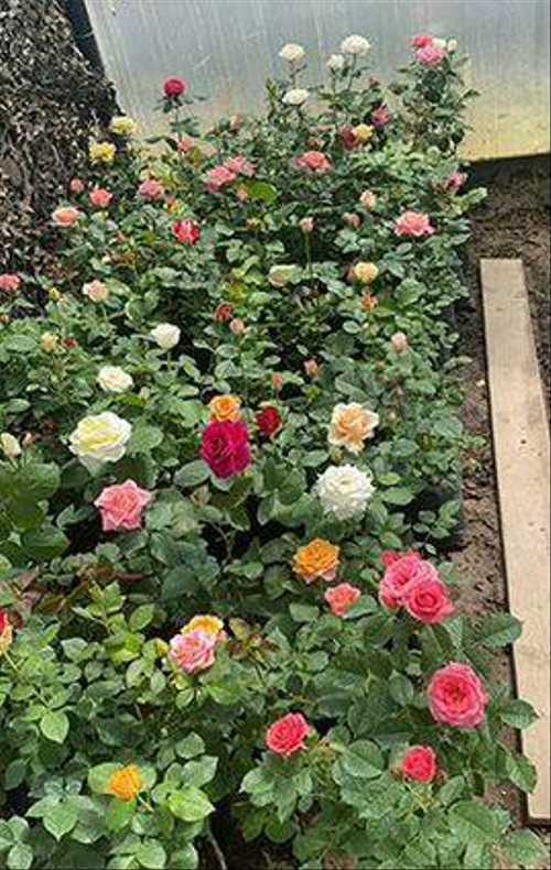 Саженцы розы - чайно-гибридные и флорибунда
