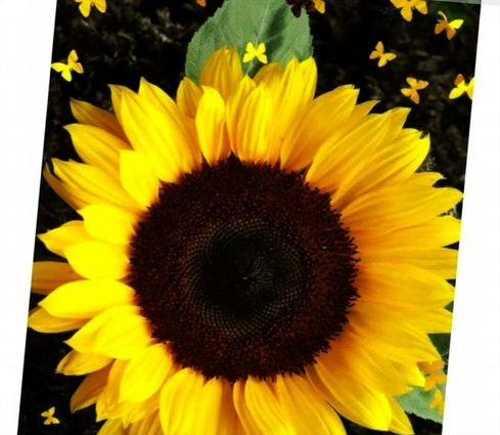 Семена Подсолнечник