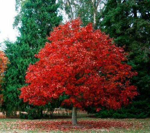 Канадский дуб (красный)
