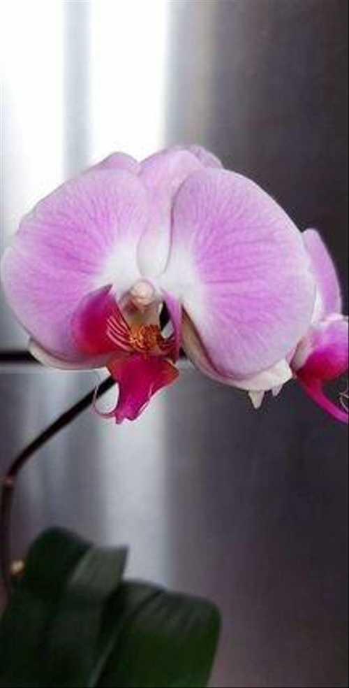 Орхидея фаленопсис цветет 2 цветоноса