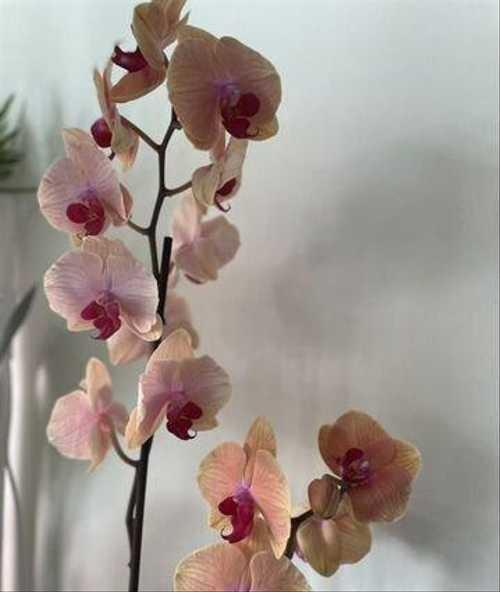 Карибская мечта орхидея фаленопсис