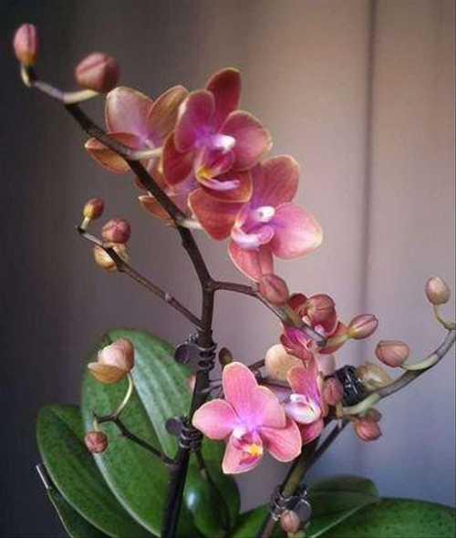 Орхидея фаленопсис Дасти бель арома