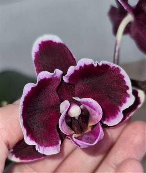 Орхидея фаленопсис summer breath
